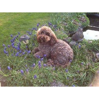 Examples of a cross stitch design for a Cockapoo | DoodleCraft Design