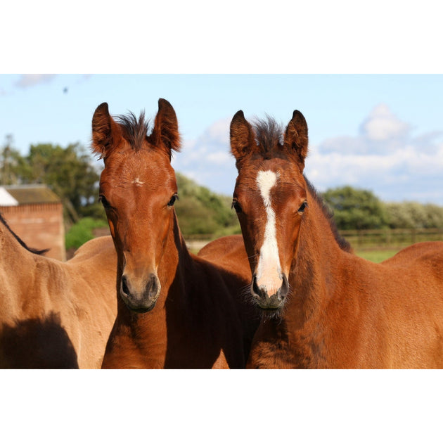 Examples of a cross stitch design - Foals | DoodleCraft Design